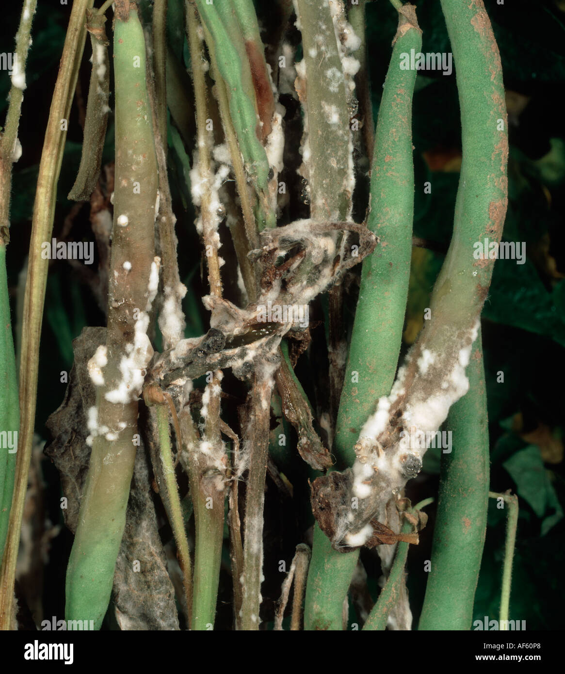 Stem pod rot Sclerotinia sclerotiorum on green Phaseolus bean pods and ...