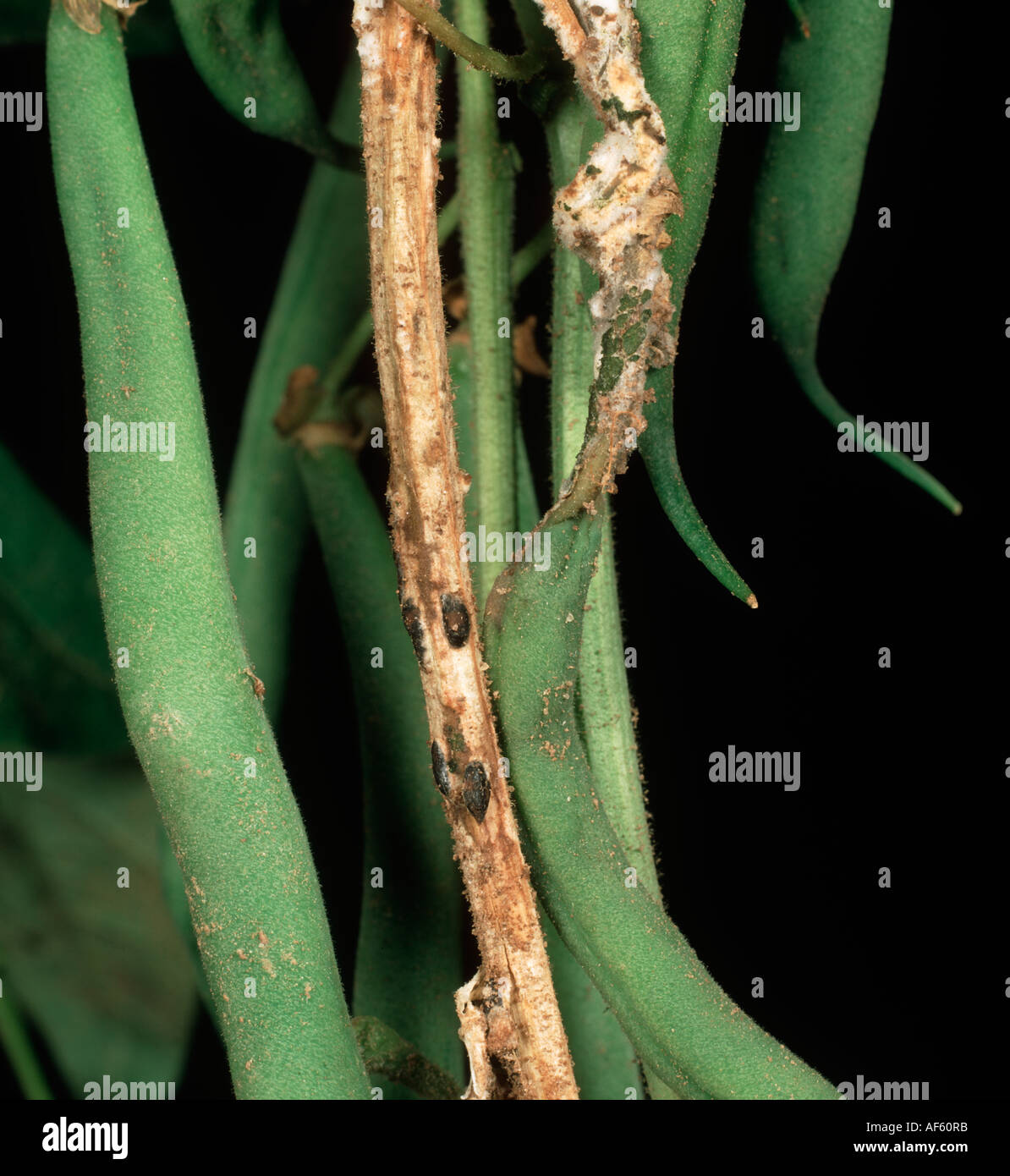 Sclerotinia sclerotiorum hi-res stock photography and images - Alamy