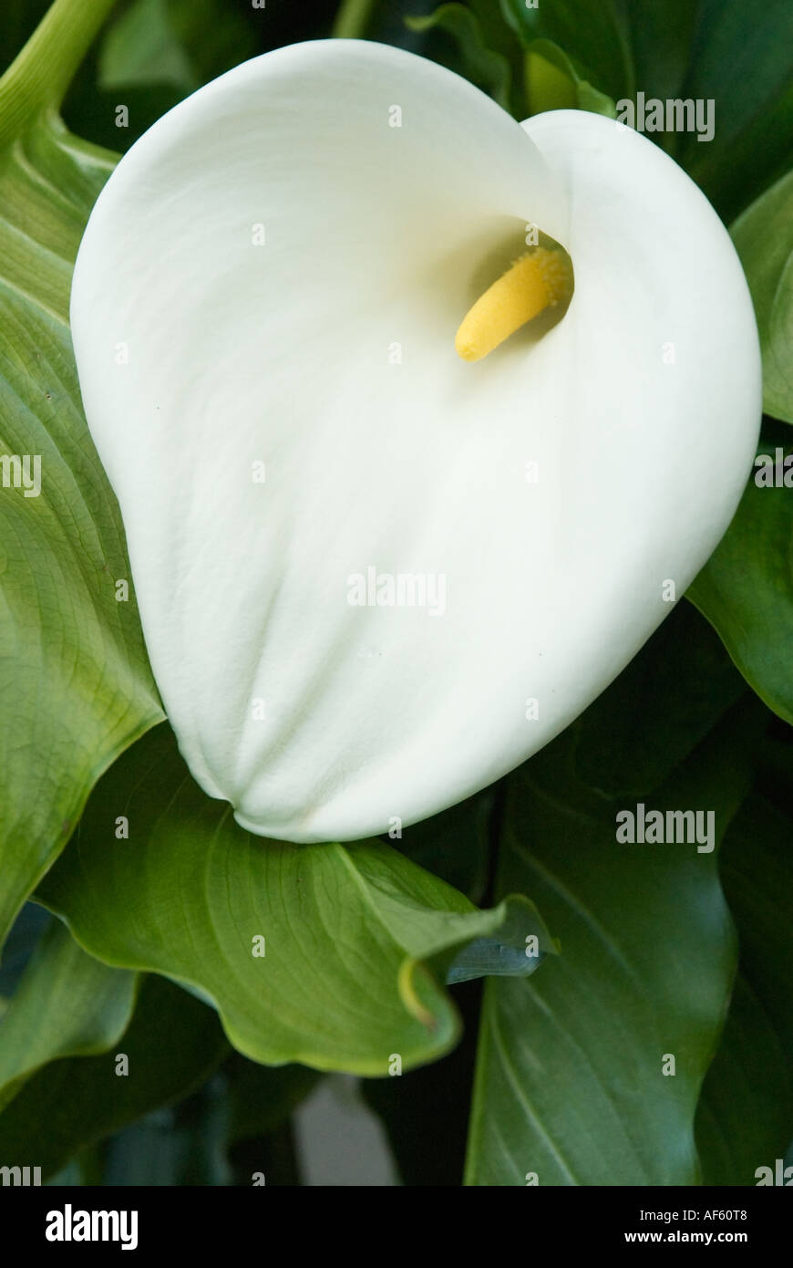 Heart shaped Calla Lily Stock Photo - Alamy