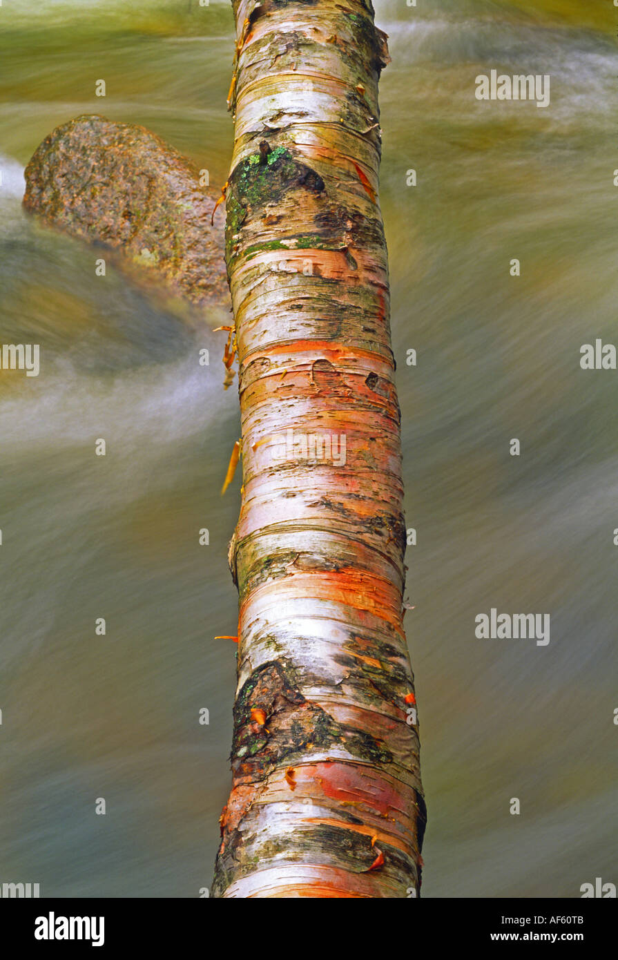 Birch log across stream Stock Photo - Alamy