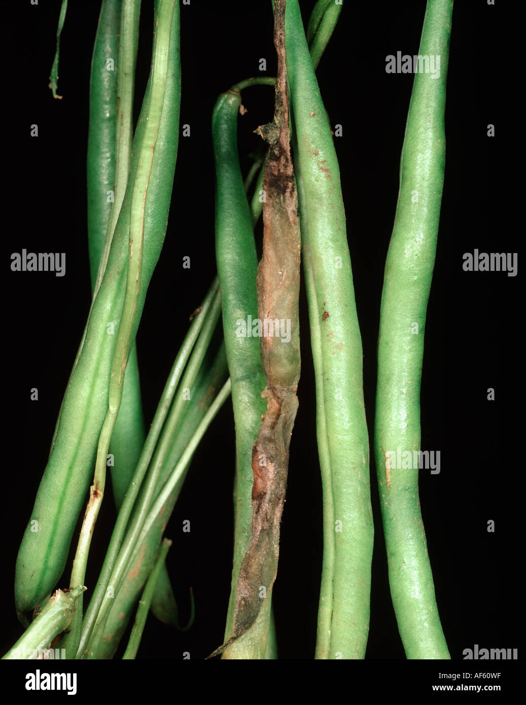 Grey Mould Botrytis Cinerea Mycelium High Resolution Stock Photography ...