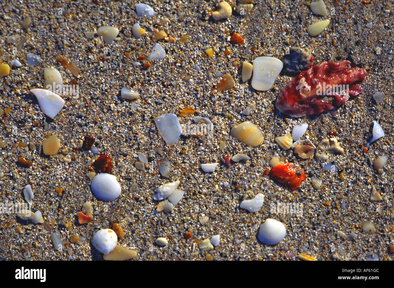 Shells on the beach Stock Photo - Alamy