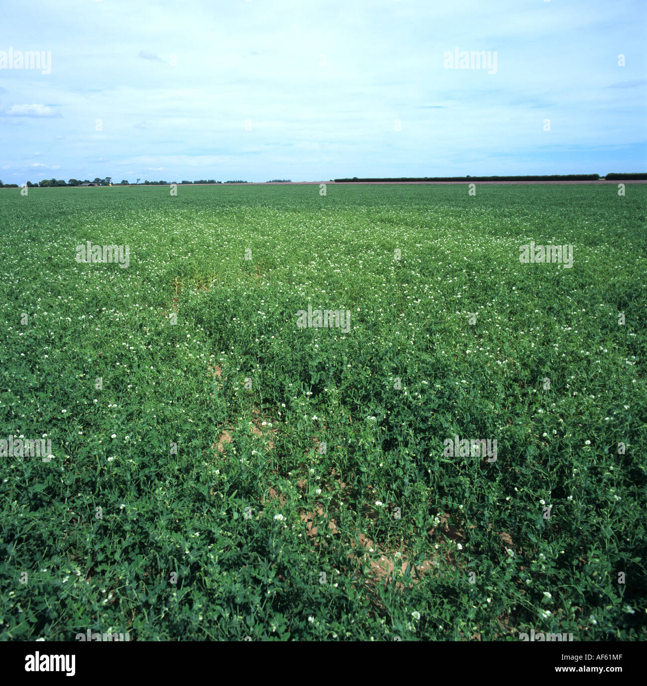 Pea cyst nematode Heterodera gottingiana damage to pea crop in pod ...