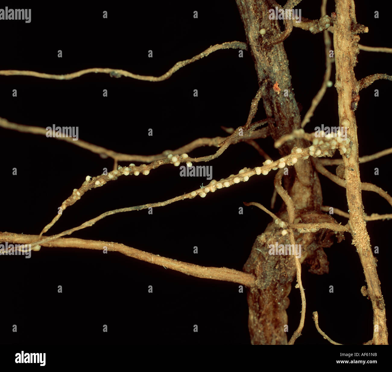 Pea cyst nematode heterodera gottingiana recently formed cysts on pea ...