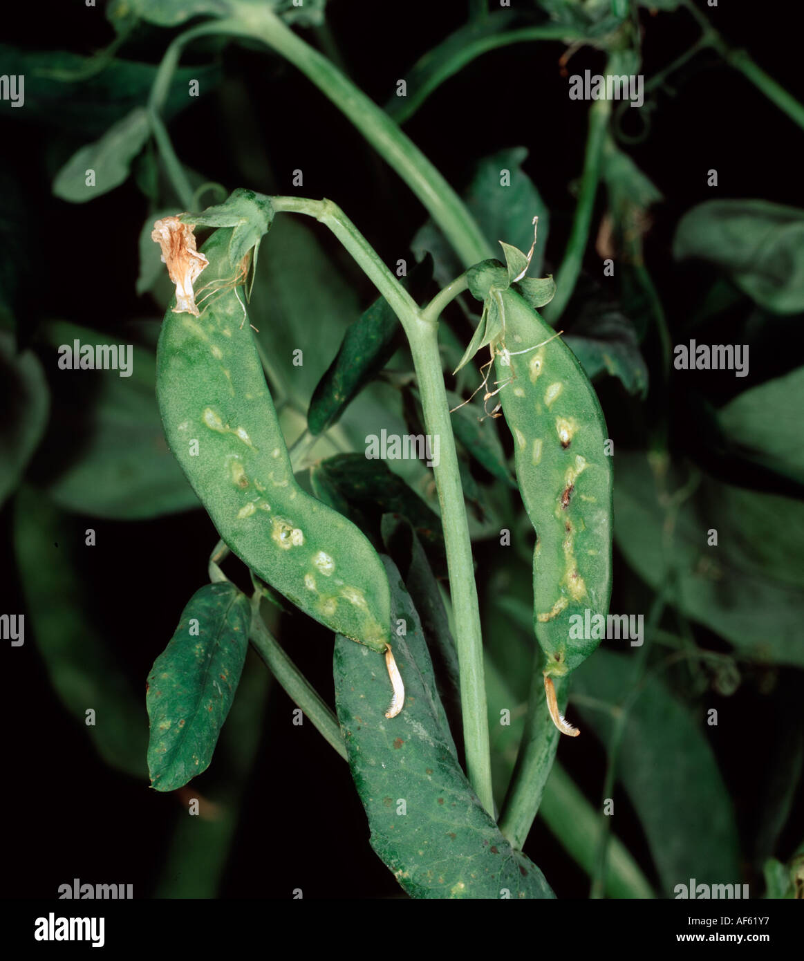 Pea enation mosaic virus PEMV pea pod distortion and damage Stock Photo ...