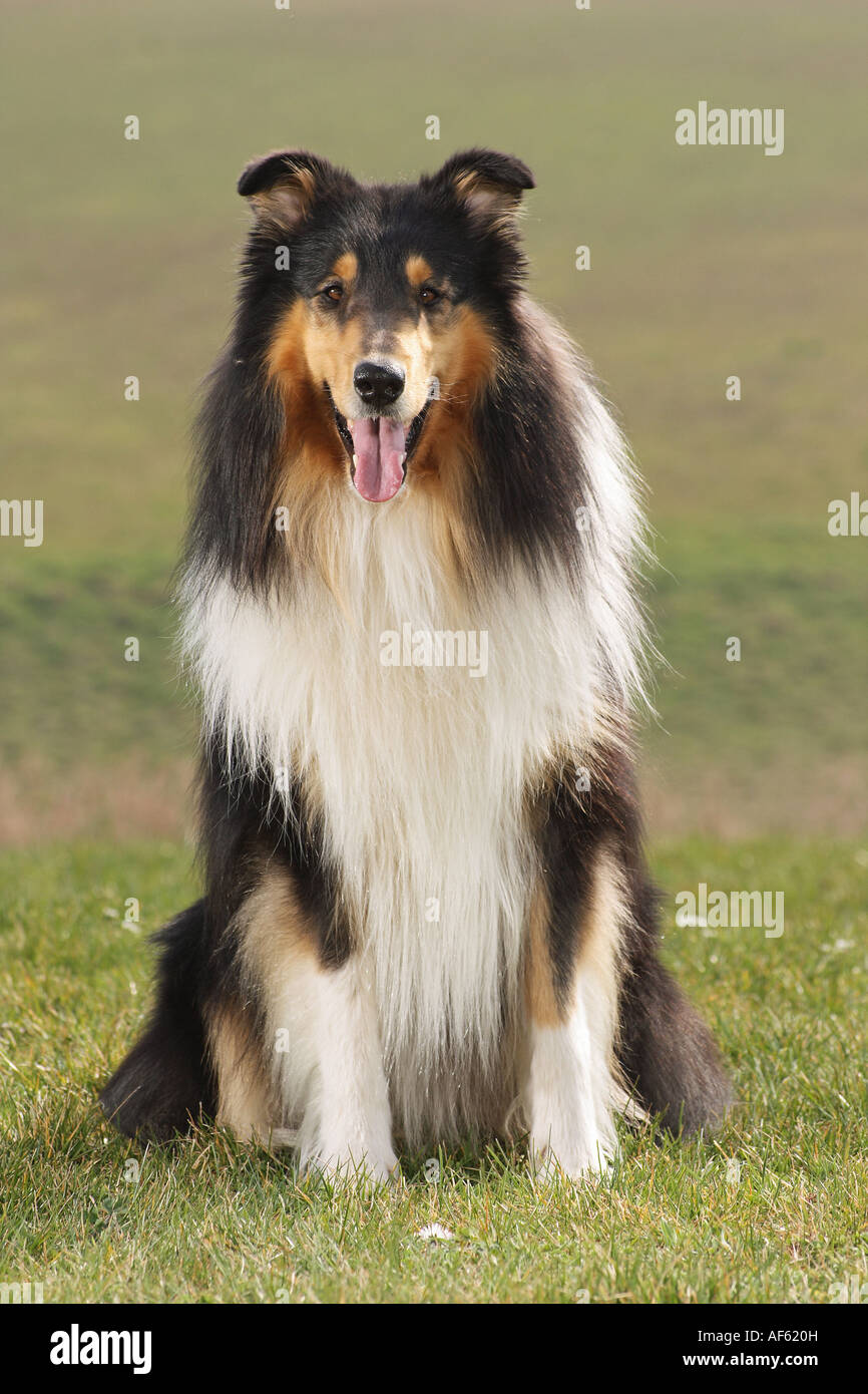 Collie - sitting on meadow Stock Photo - Alamy