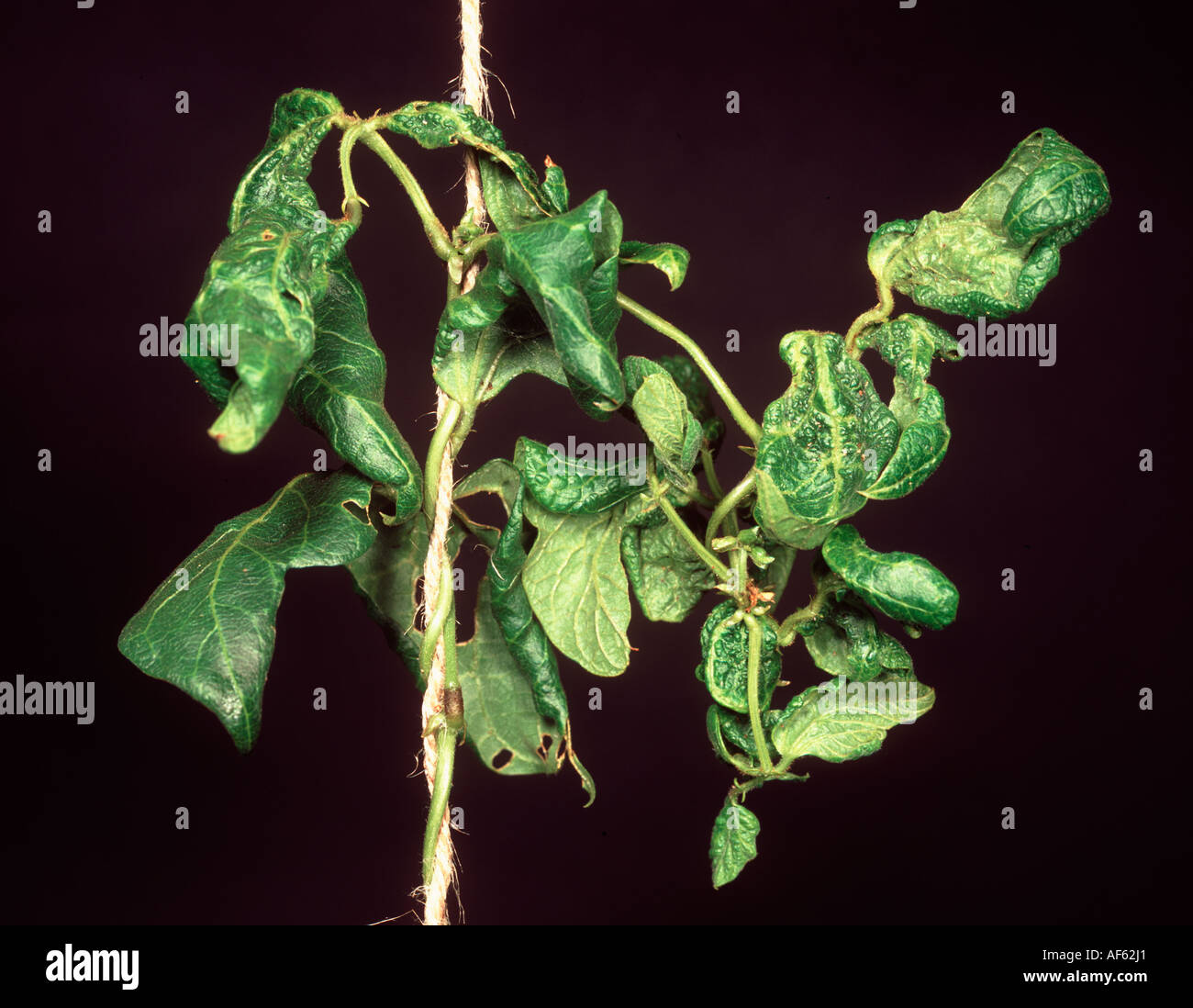 Bean Virus Stock Photos & Bean Virus Stock Images - Alamy