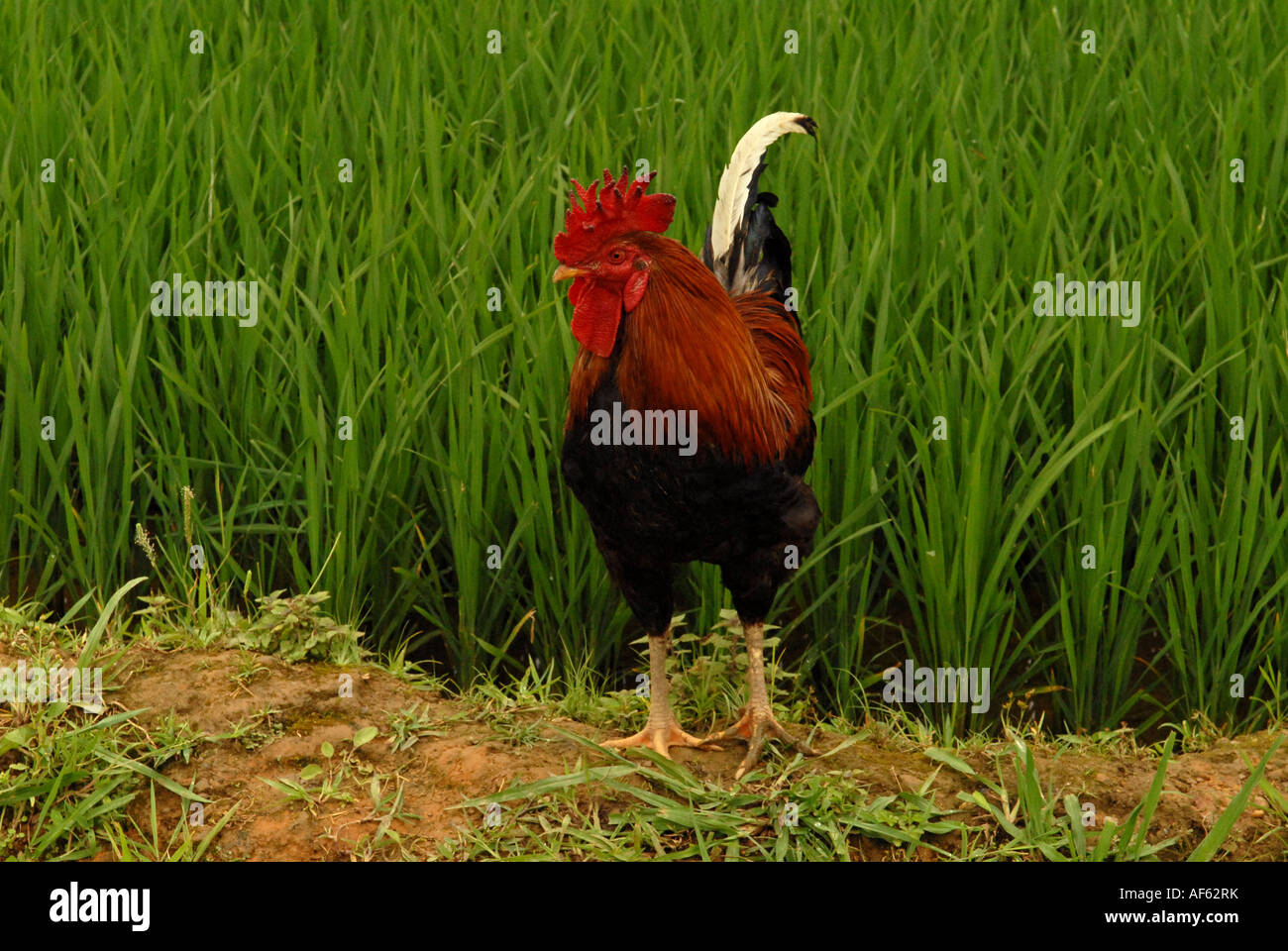 Rooster colours hi-res stock photography and images - Alamy
