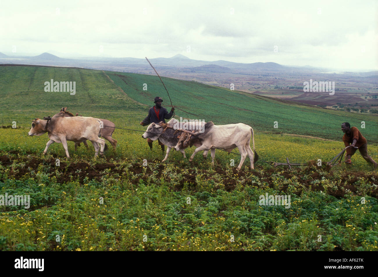 Maasai farmers plowing land in Aru Meru District, Tanzania Stock Photo ...