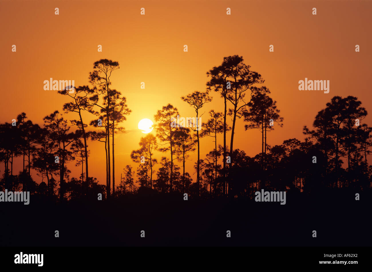 Pinewood tom hi-res stock photography and images - Alamy