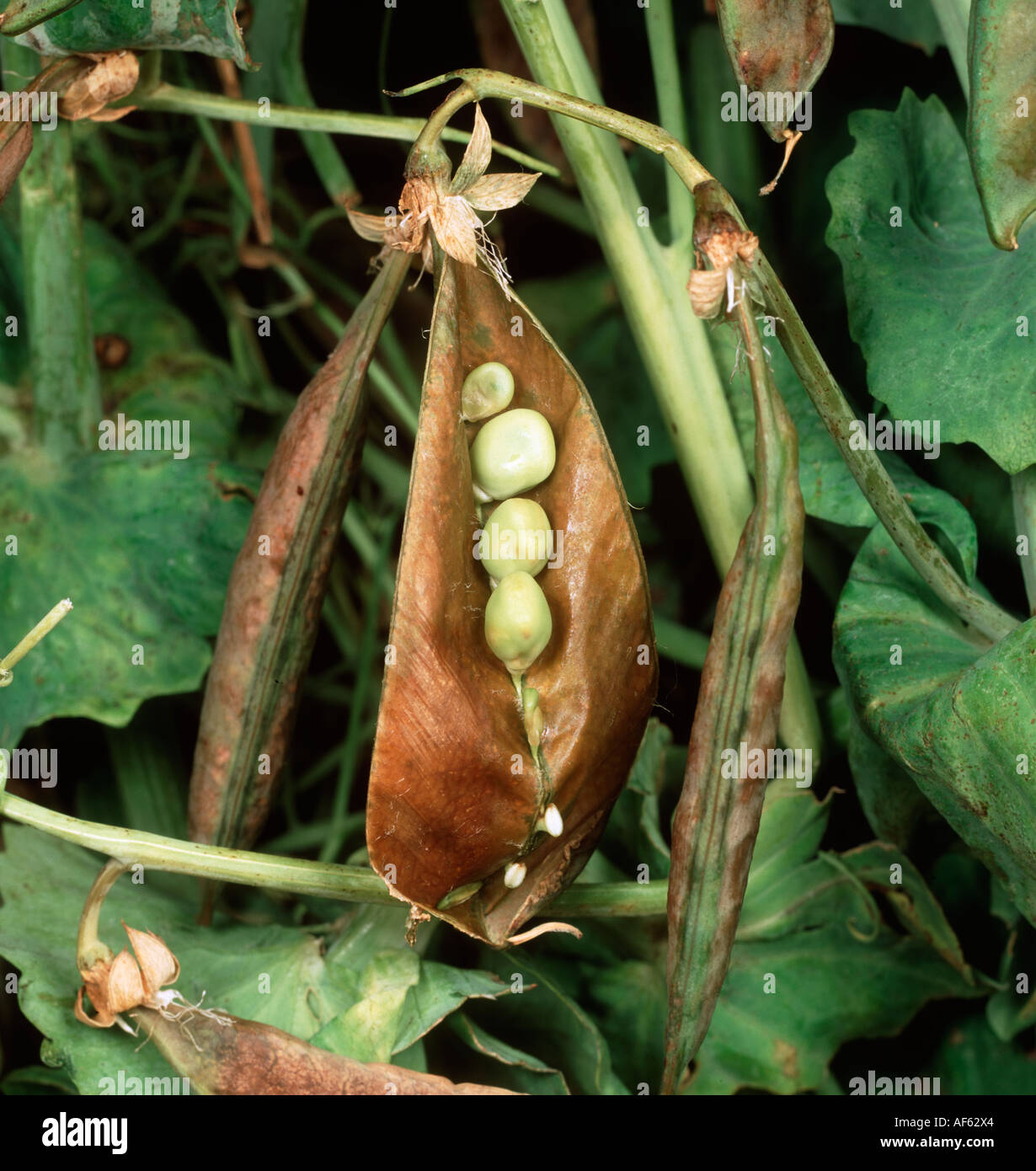 Psv hi-res stock photography and images - Alamy