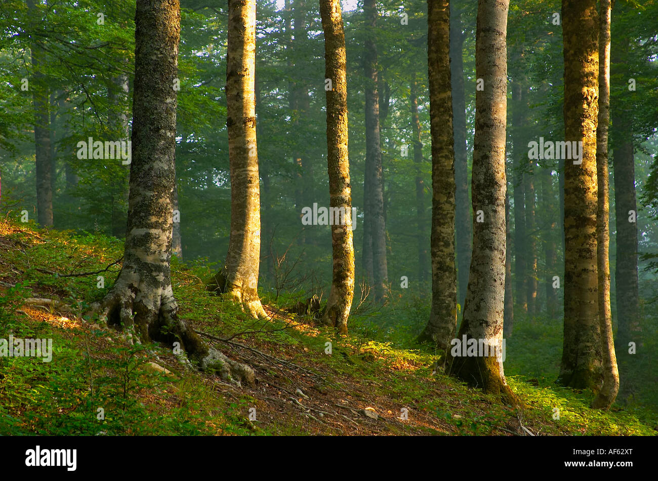 árbol de haya al amanecer hi-res stock photography and images - Alamy