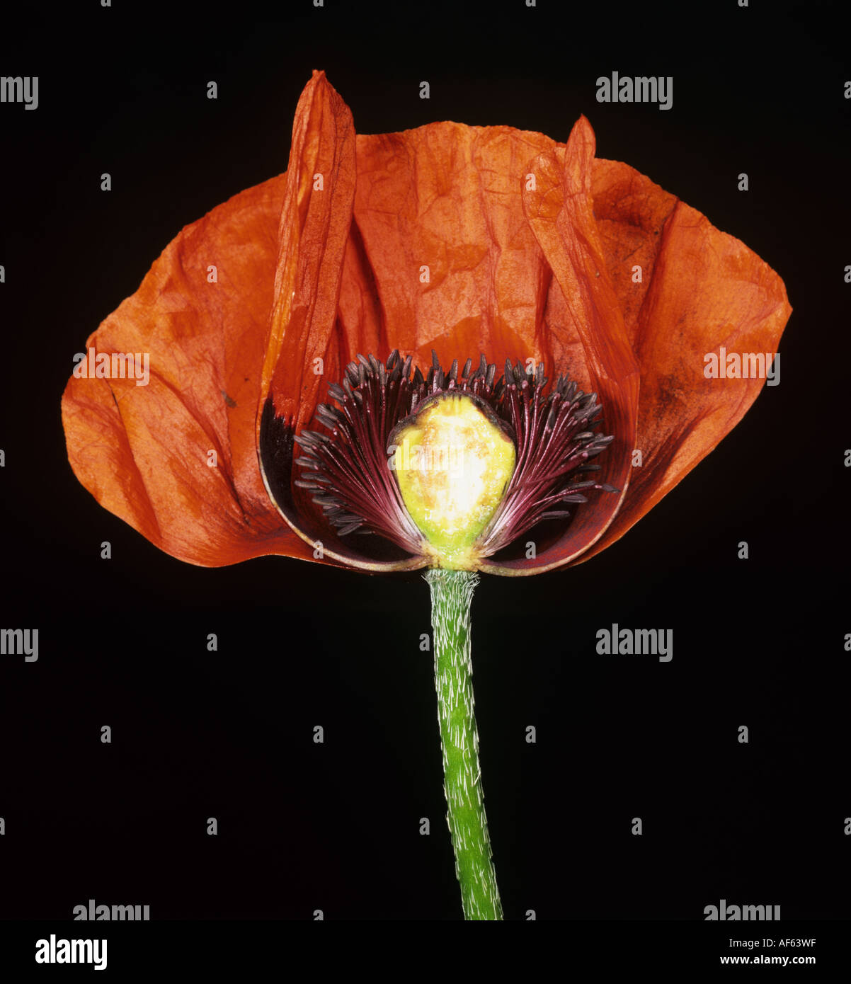 Section through the flower of an oriental poppy Papaver orientalis ...
