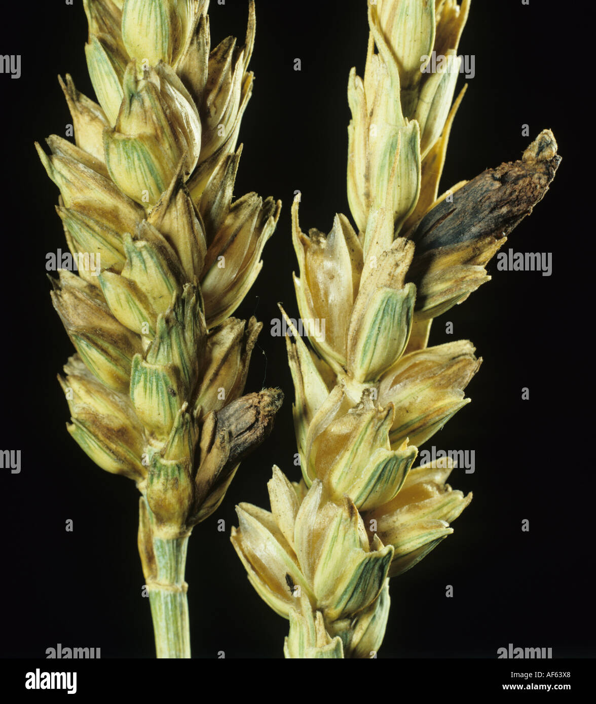 Ergot sclerotia hi-res stock photography and images - Alamy