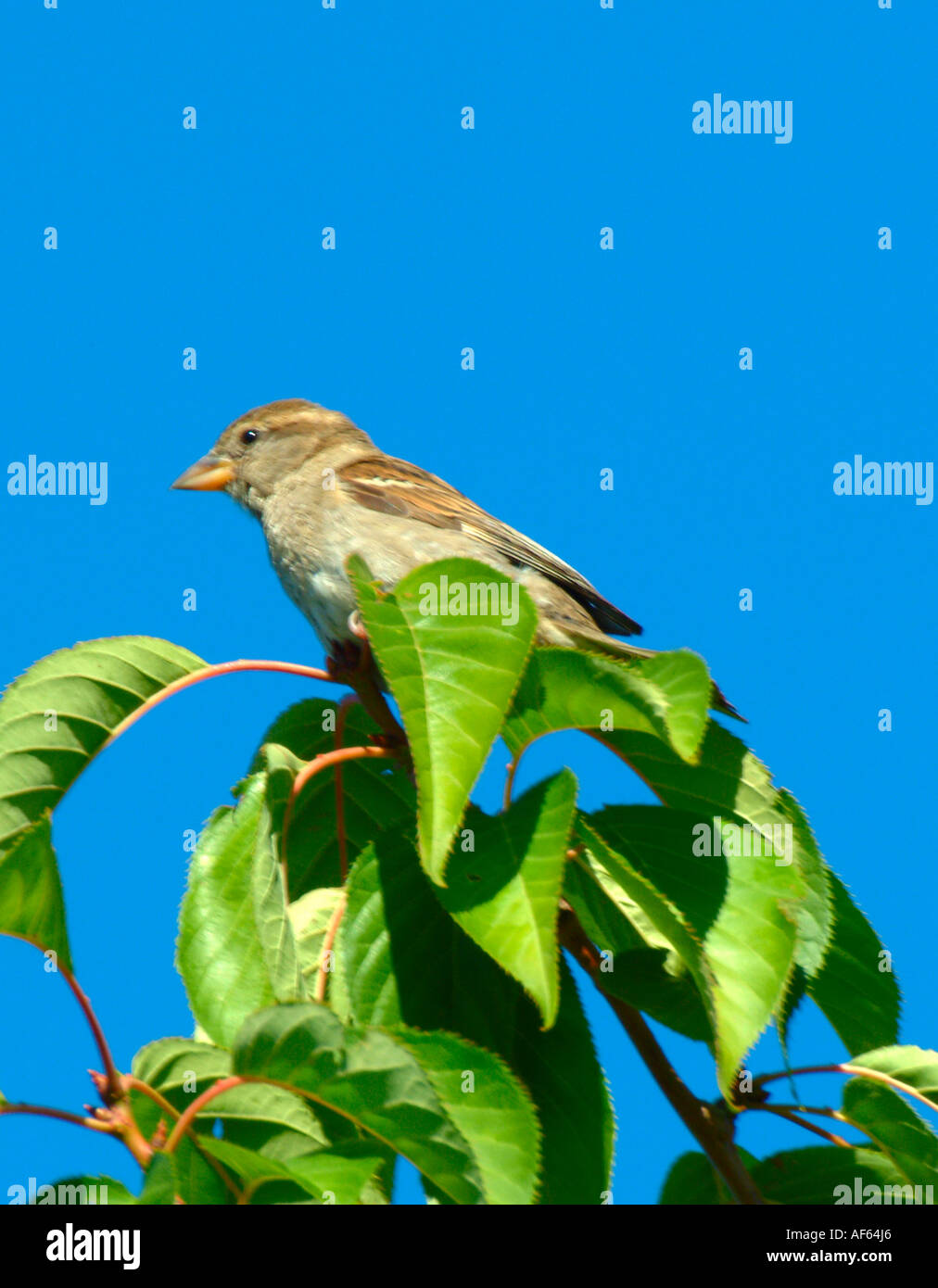 Female House Sparrow Perching High Up a Cherry Tree With Clear Blue Sky ...
