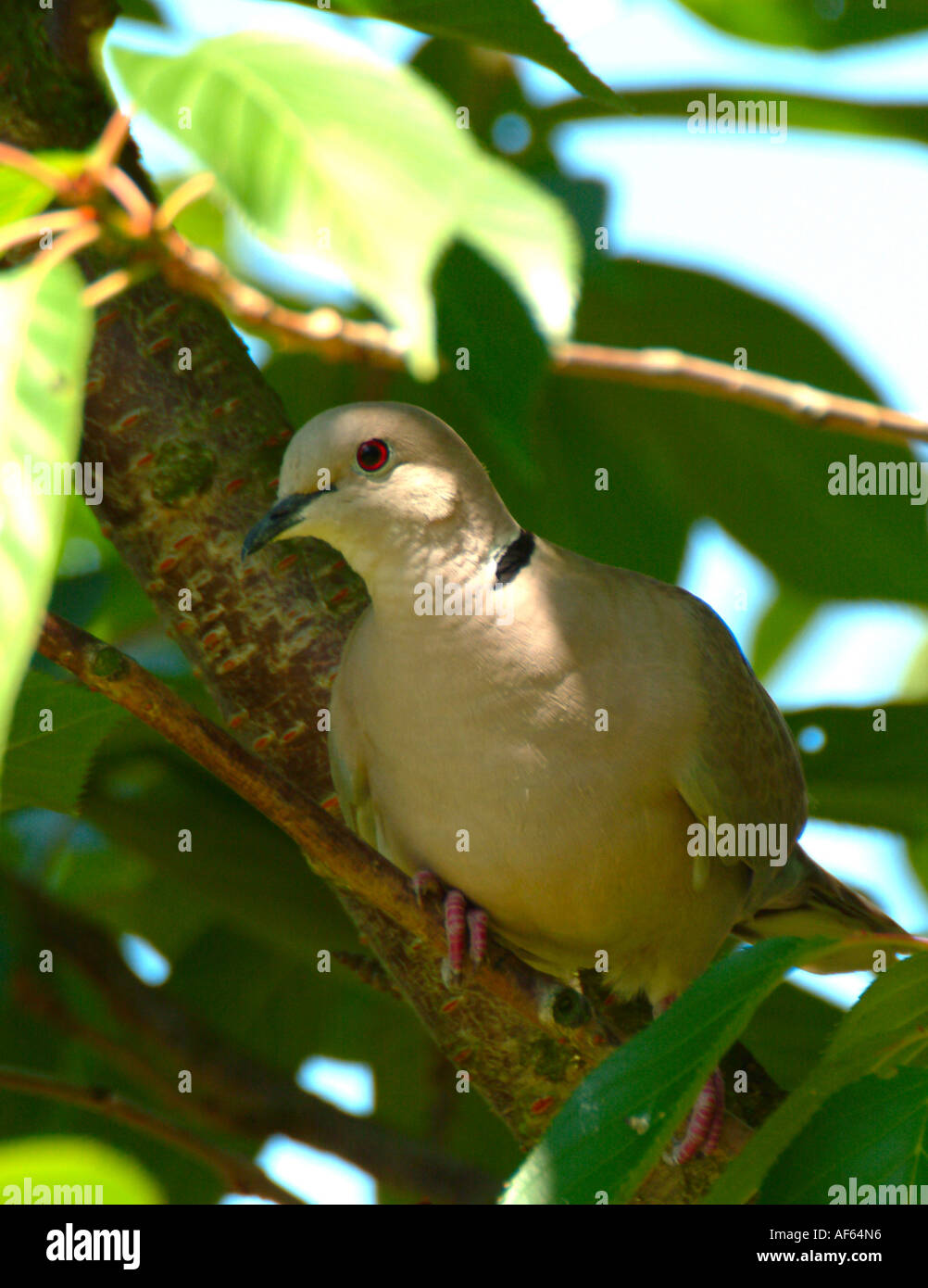 Dove grain hi-res stock photography and images - Alamy