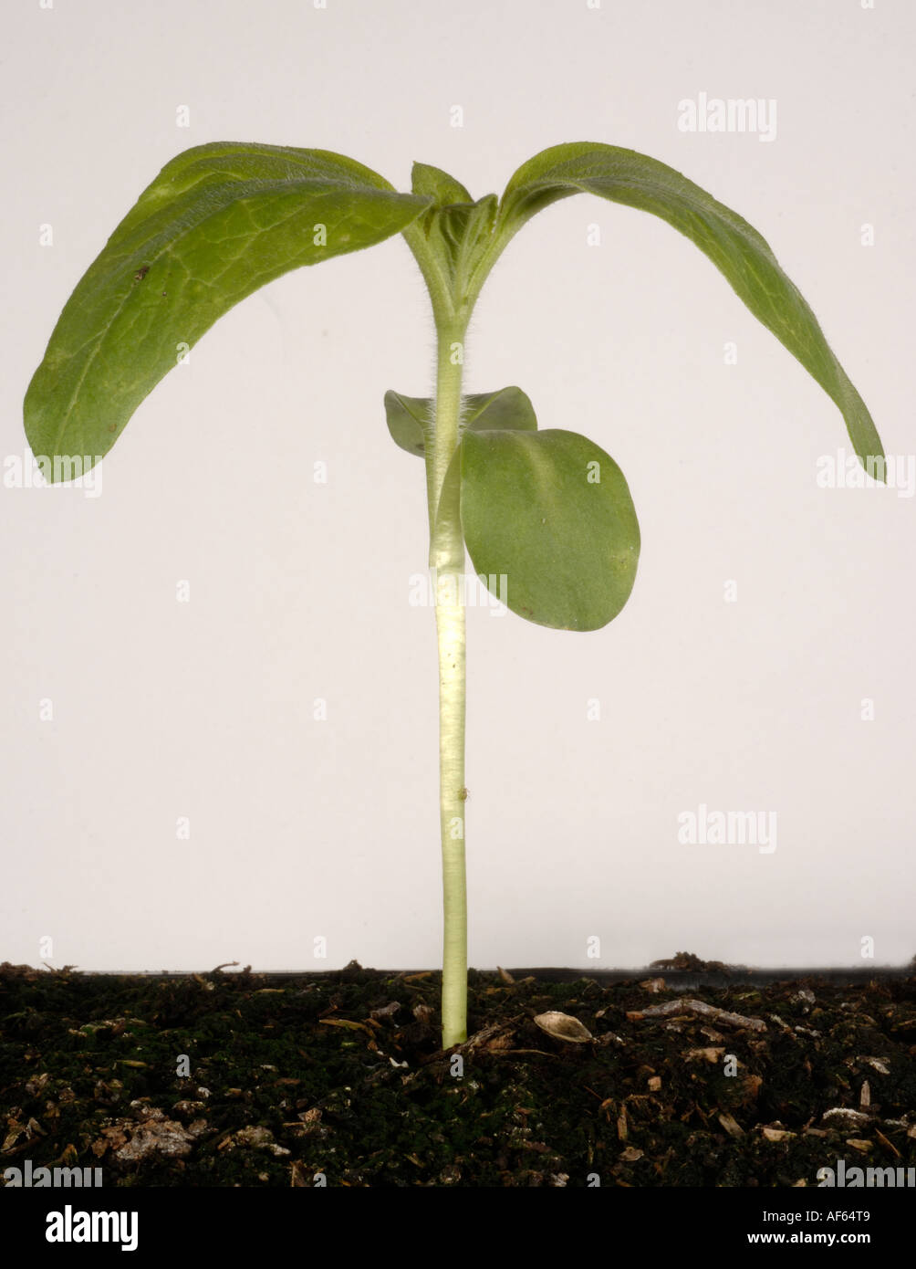 Number 7 leaves hi-res stock photography and images - Alamy