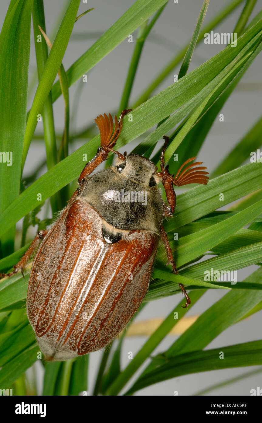 Adult chafer beetle hi-res stock photography and images - Alamy