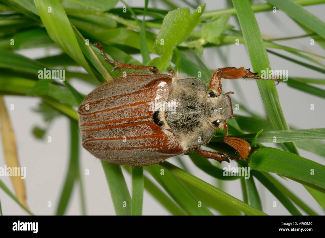 Chafer bug hi-res stock photography and images - Alamy
