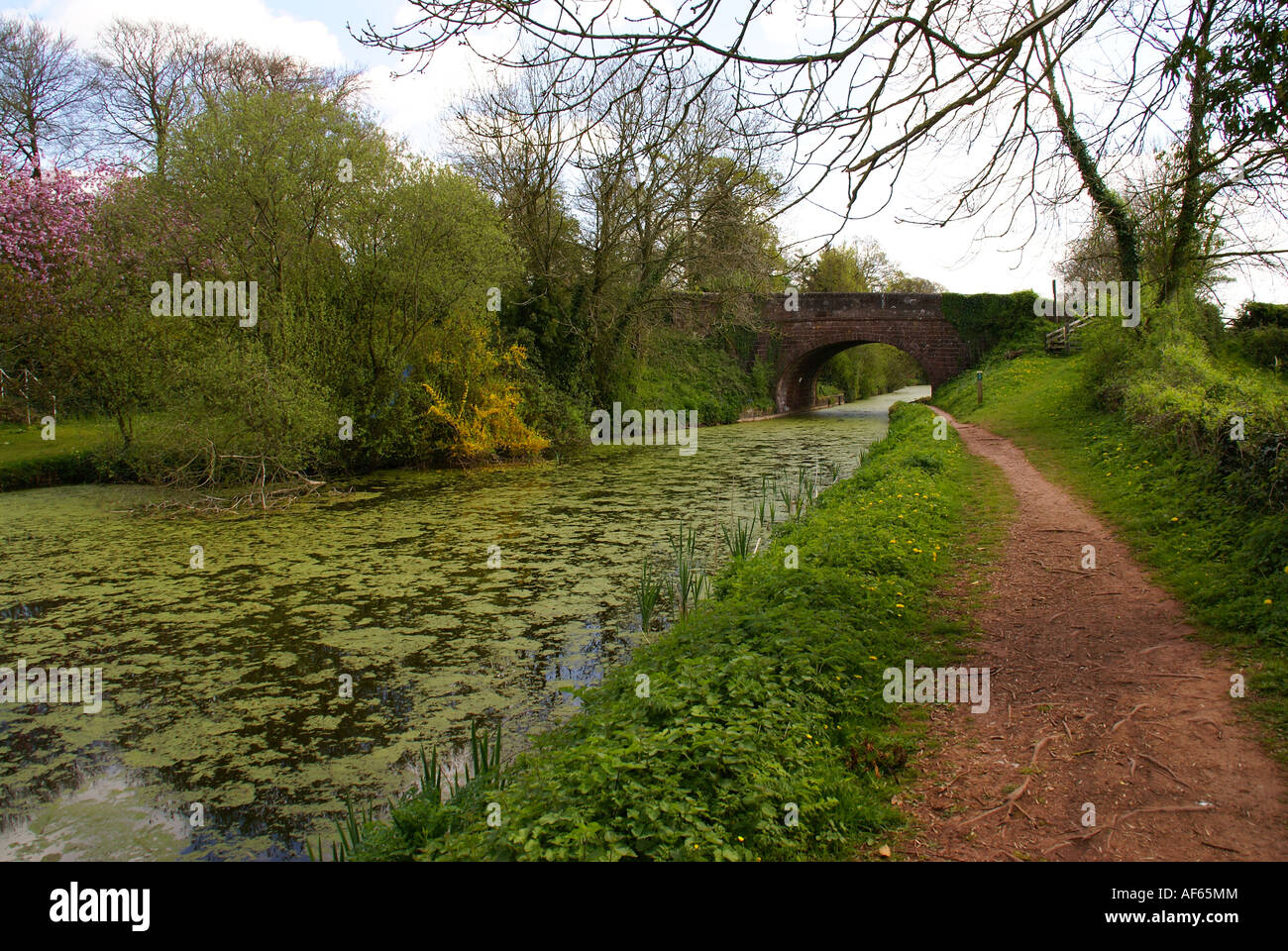 Great Western Canal Devon England Stock Photo - Alamy