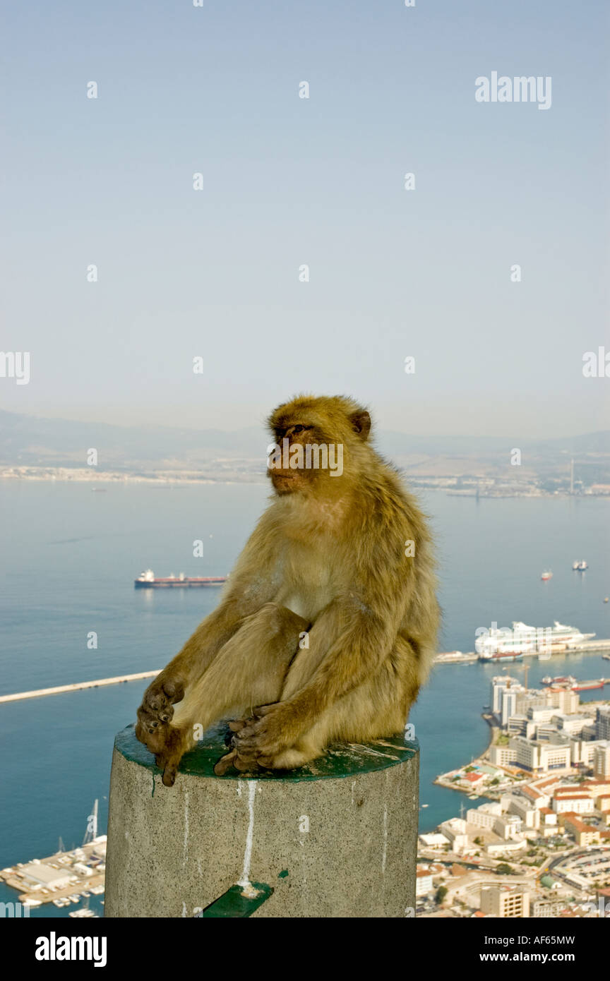 Monkey on pillar hi-res stock photography and images - Alamy