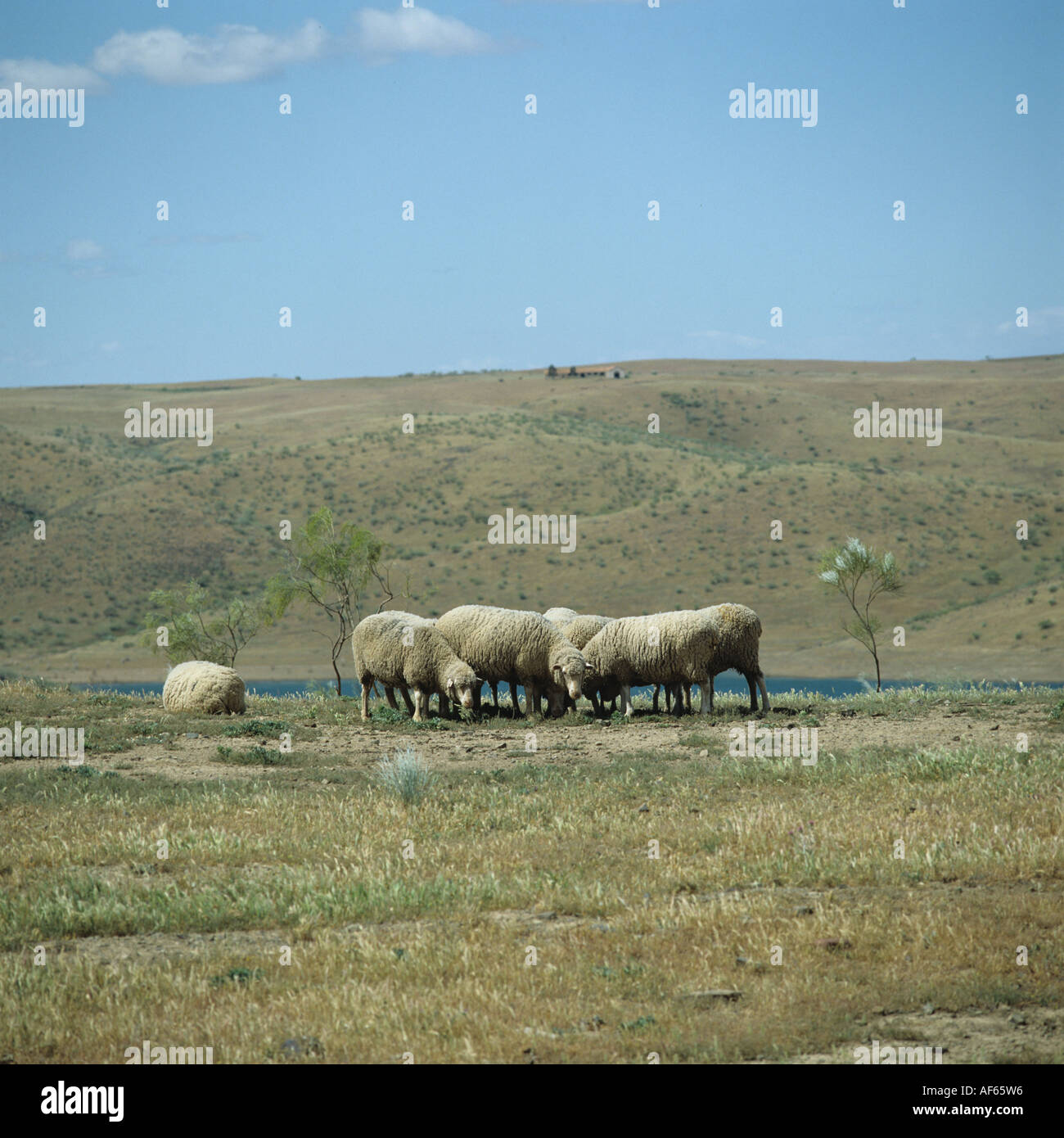 Sheep on dry hot pasture huddled together for protection Andalusia ...