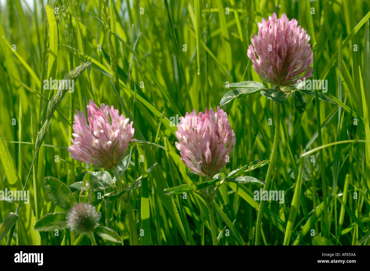 Red clover trifolium pratense flower hi-res stock photography and ...