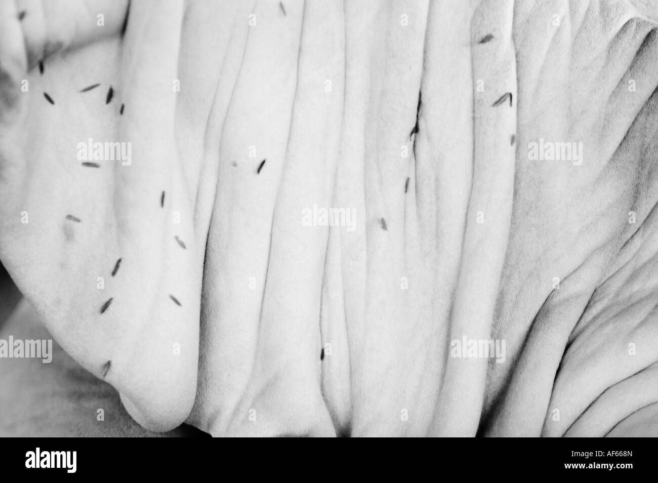 Detail of a cow belly Stock Photo - Alamy
