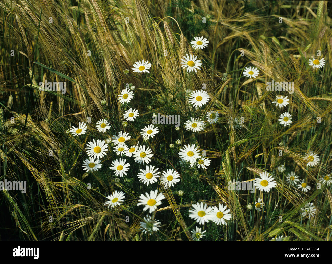 Scentless mayweed Matricaria perforata flowering in barley crop in ear ...