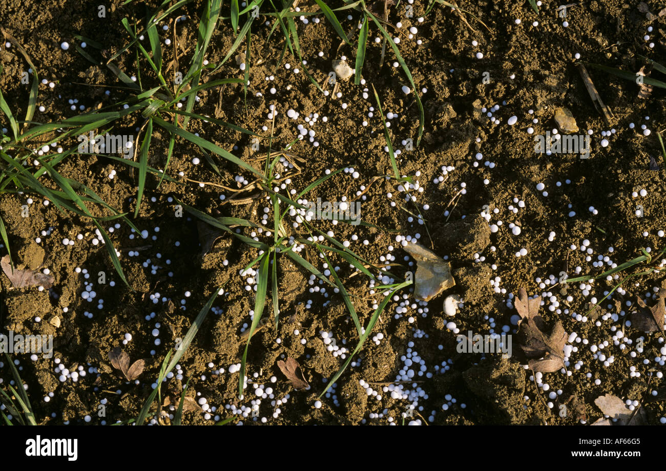 Nitrogen fertilizer prills on soil among seedling wheat plants Stock ...