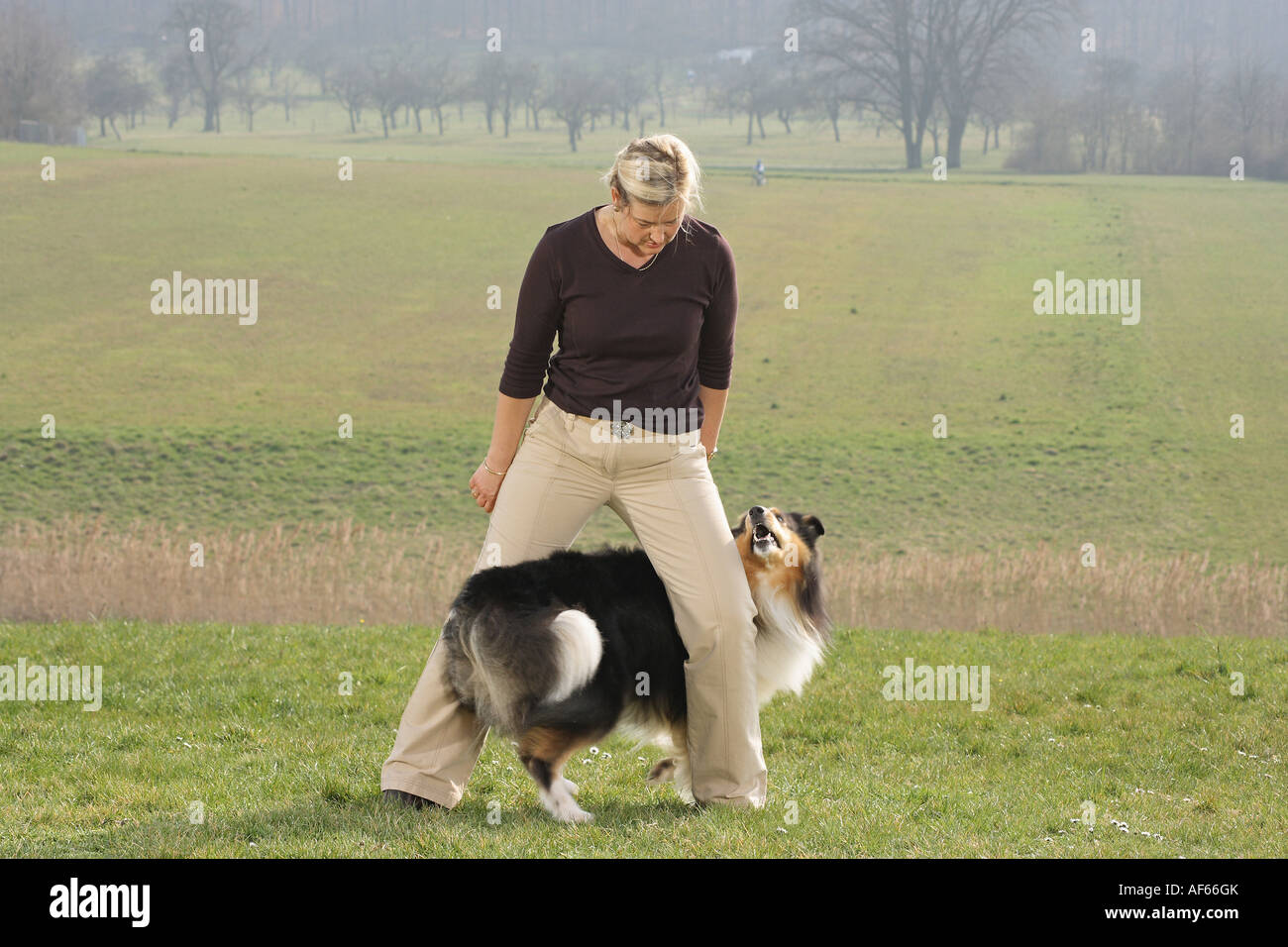 woman and Collie - Dog Dancing Stock Photo - Alamy