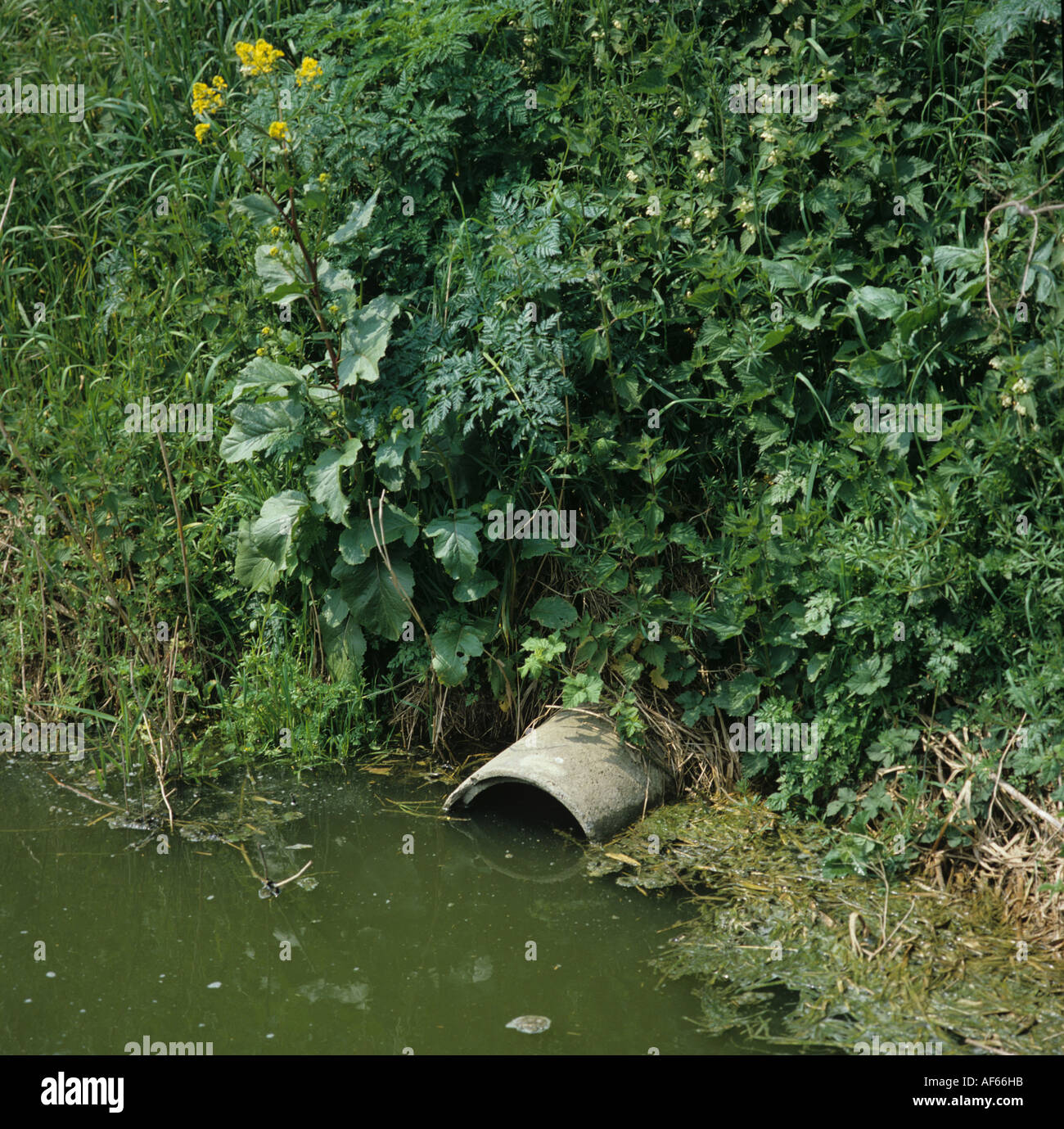 Field drain outlet draining into large drainage dyke causing increased ...