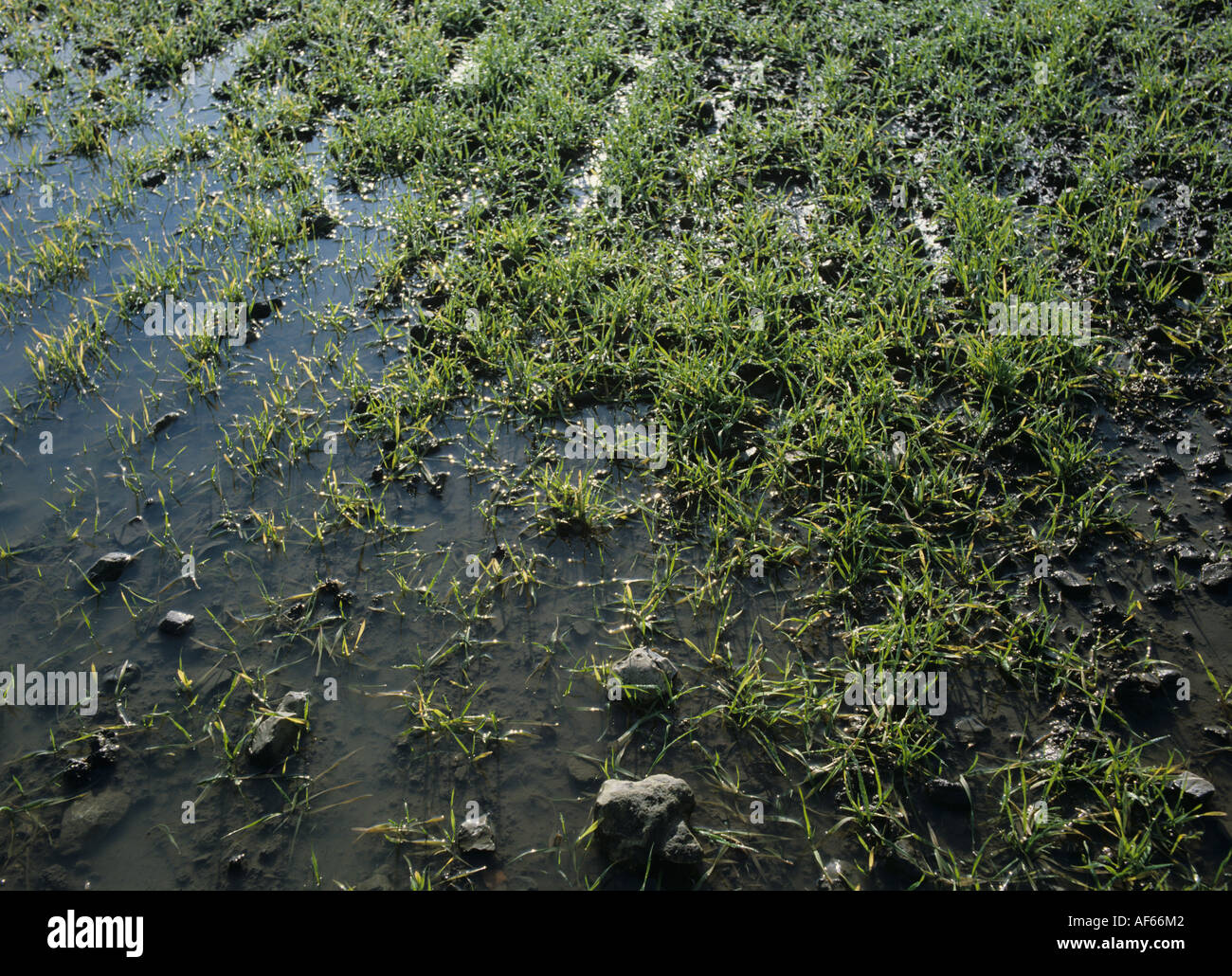 Young wheat crop waterlogged after heavy early season rain Stock Photo ...