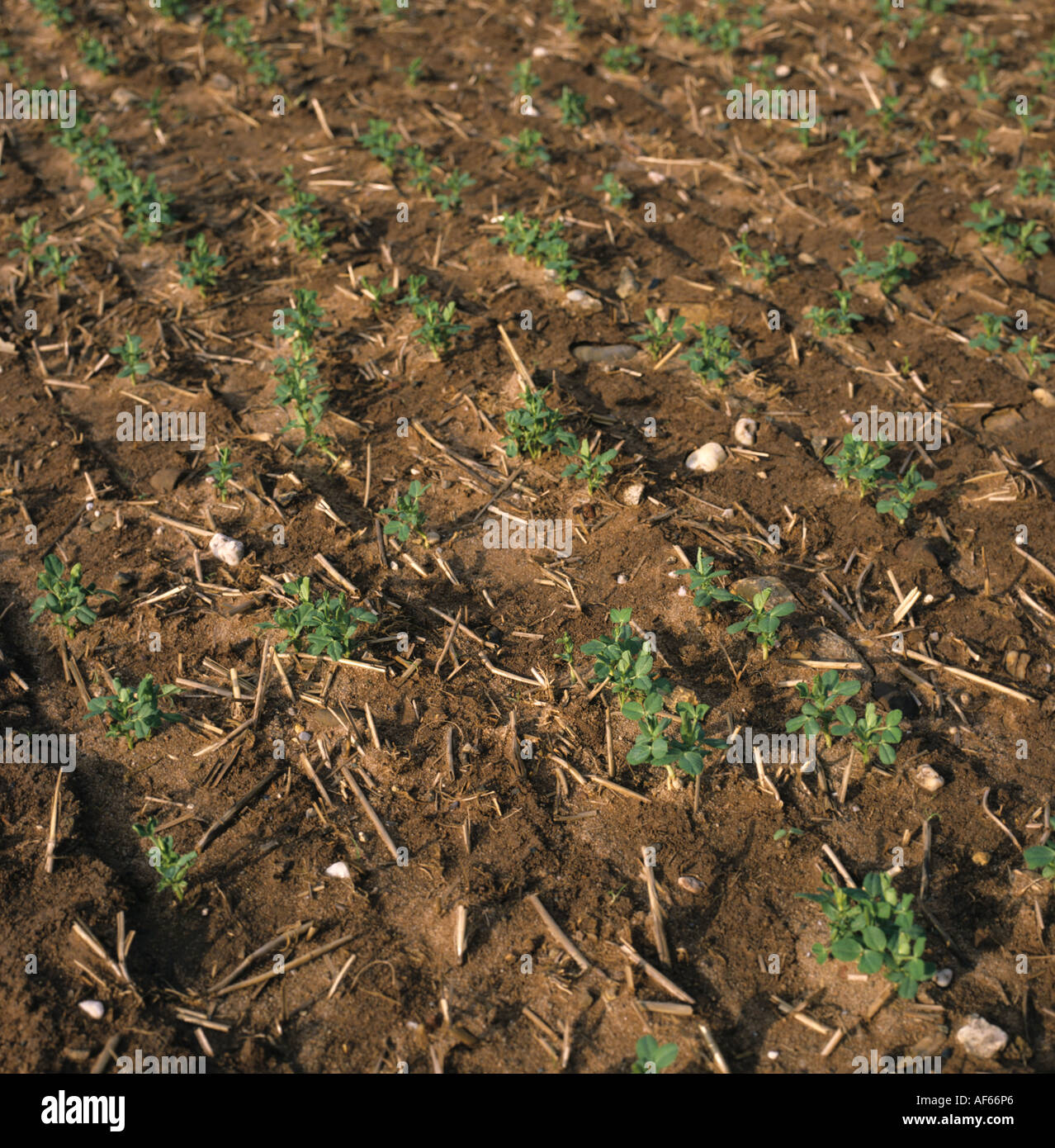 Winter pea crop seedlings planted in trashy seedbed to prevent erosion ...