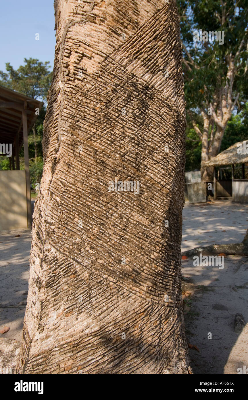 Rubber Tree Seringueira Hevea:brasiliensis Pará Brazil Stock Photo - Alamy