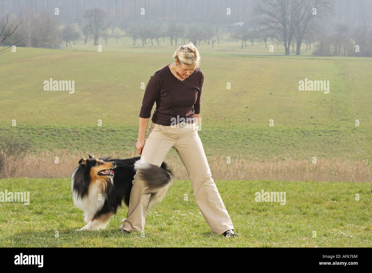 Female lassie dog hi-res stock photography and images - Alamy