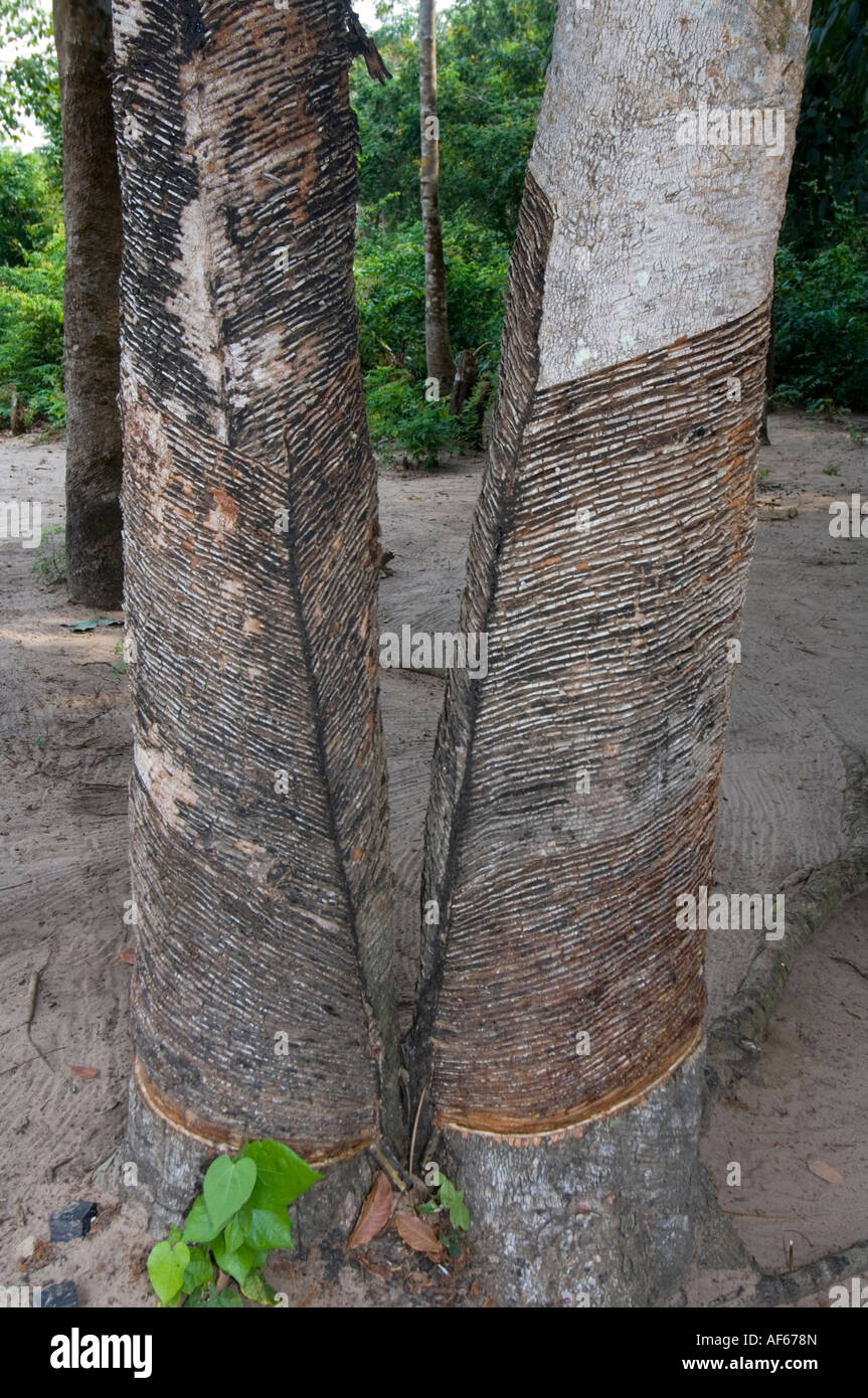 Brazilian rubber tree hevea hi-res stock photography and images - Alamy
