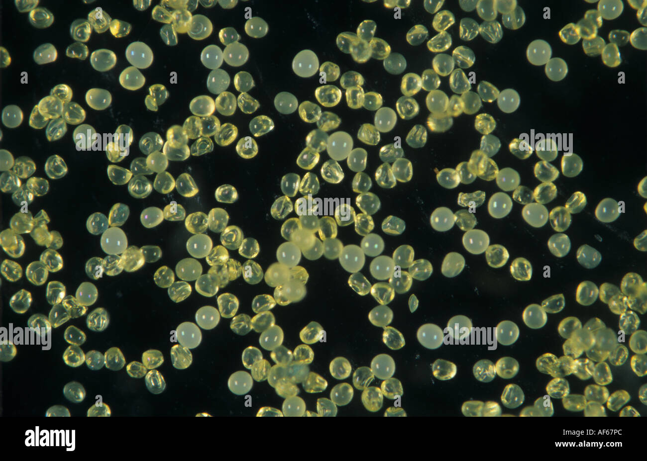 Photomicrograph of fresh maize corn or sweetcorn pollen Stock Photo - Alamy