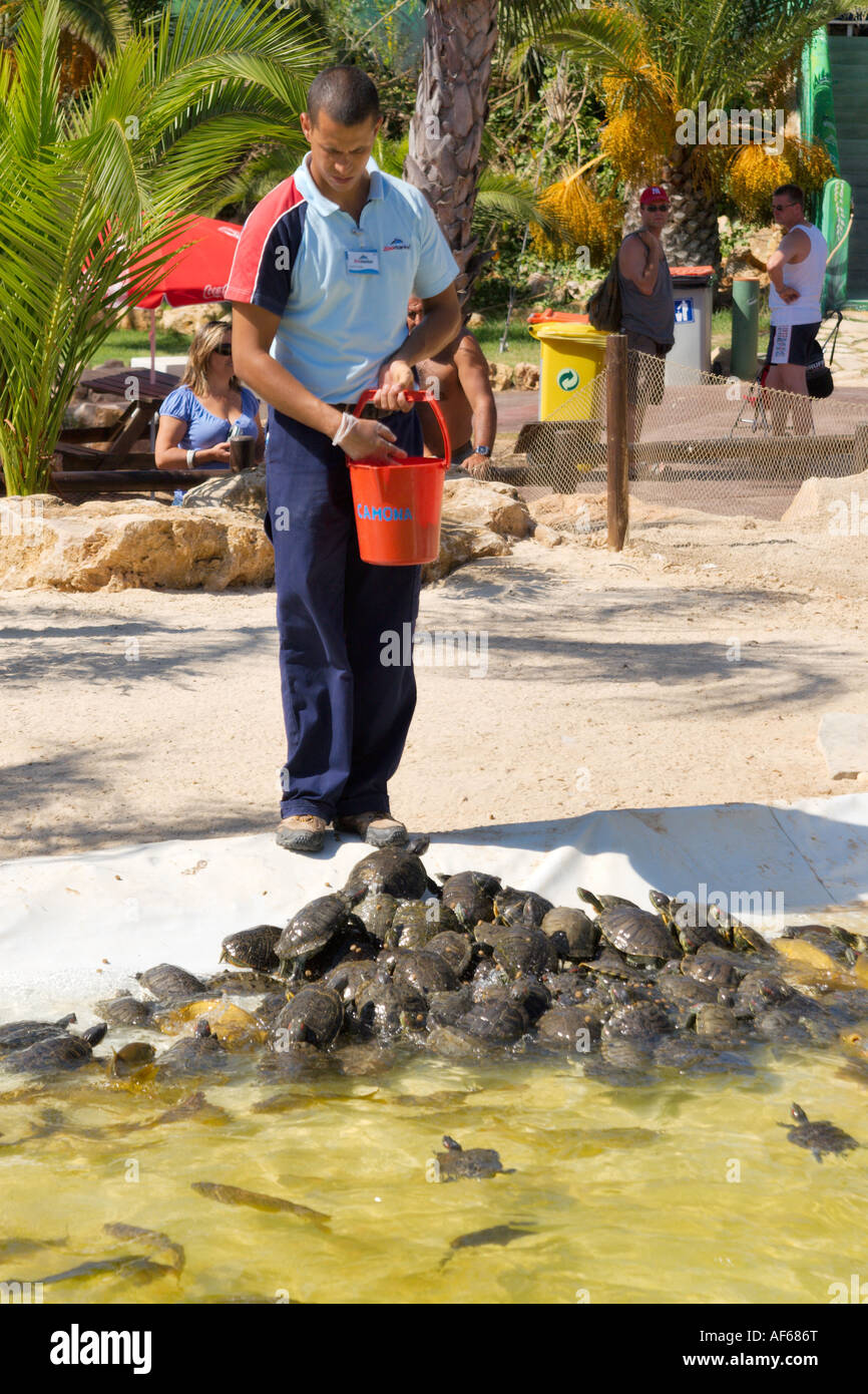 feeding the turtles Stock Photo - Alamy
