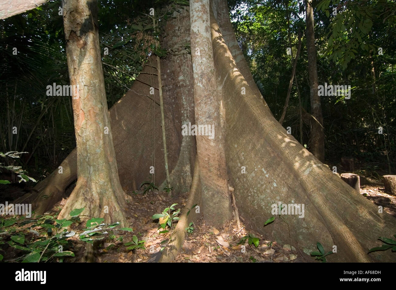 Sumauma hi-res stock photography and images - Alamy