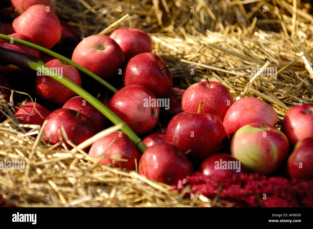 Red apples on straw Stock Photo - Alamy