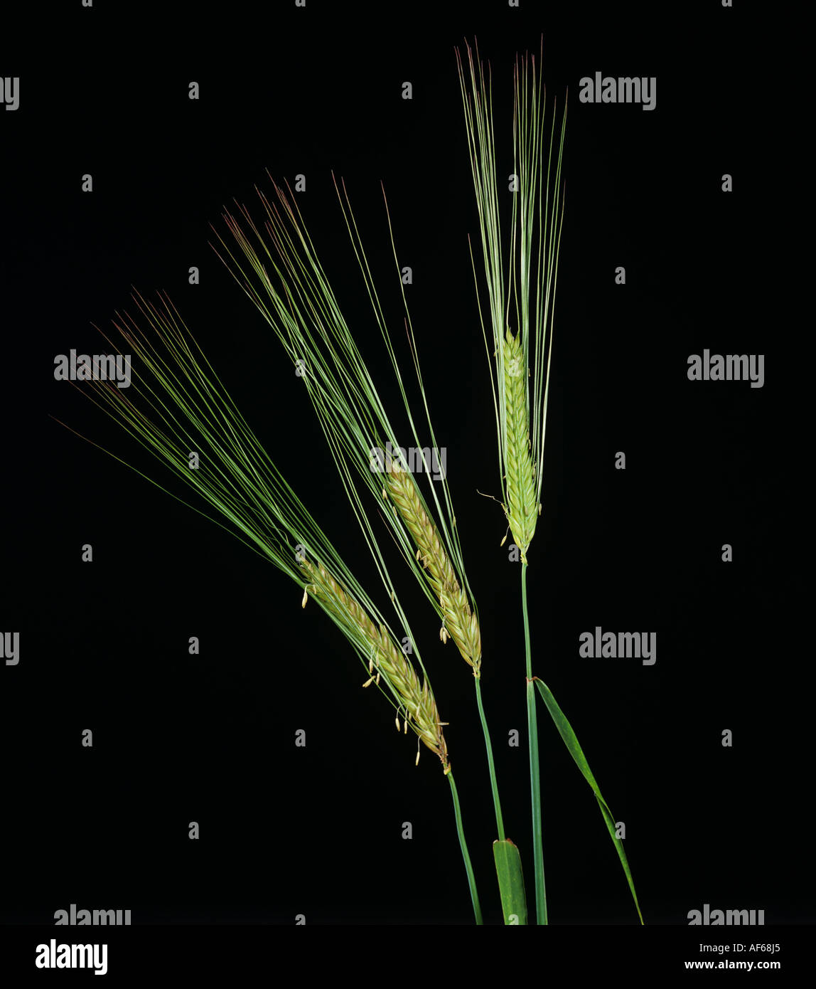 Barley ears hi-res stock photography and images - Alamy
