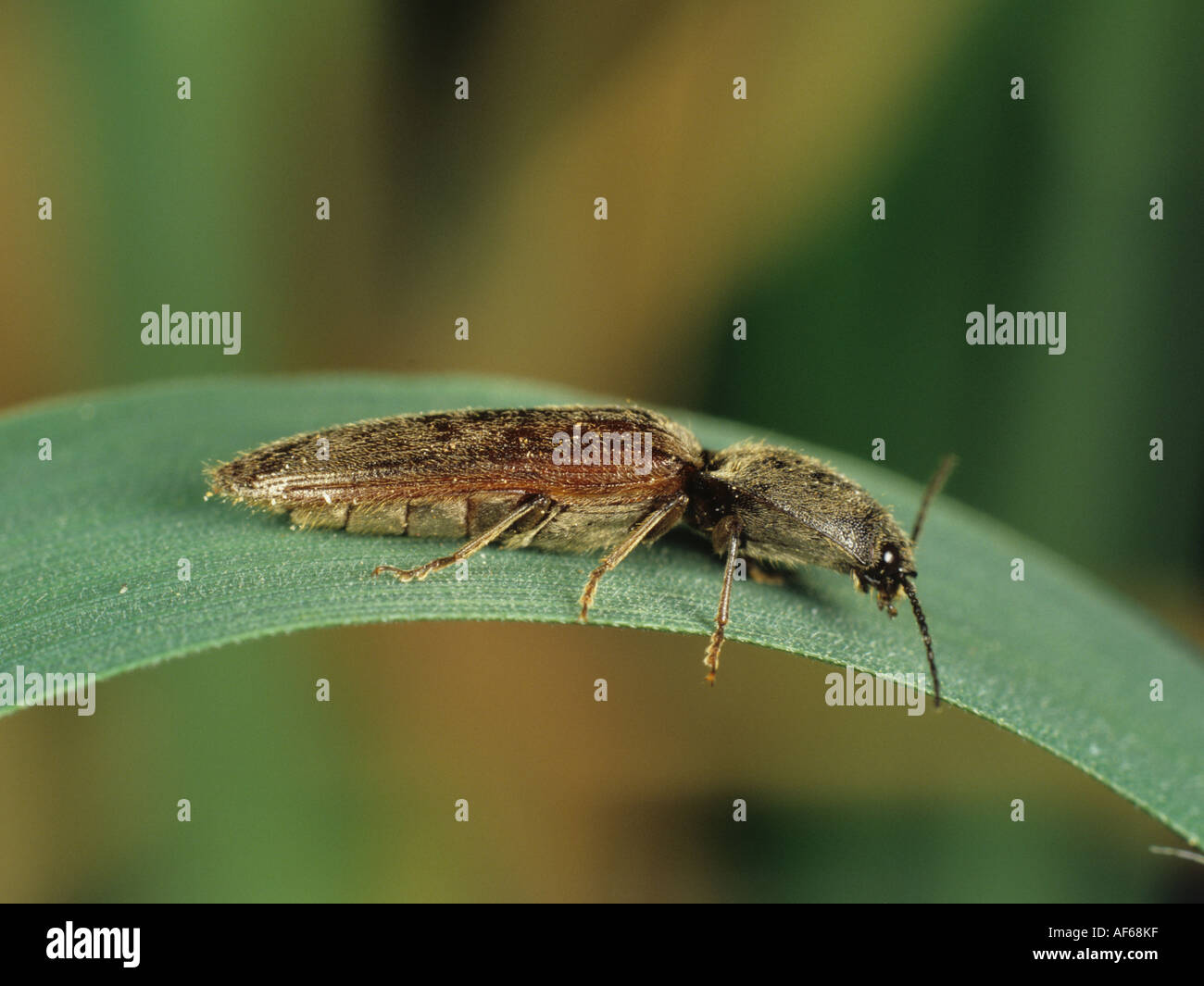 Wireworm hi-res stock photography and images - Alamy