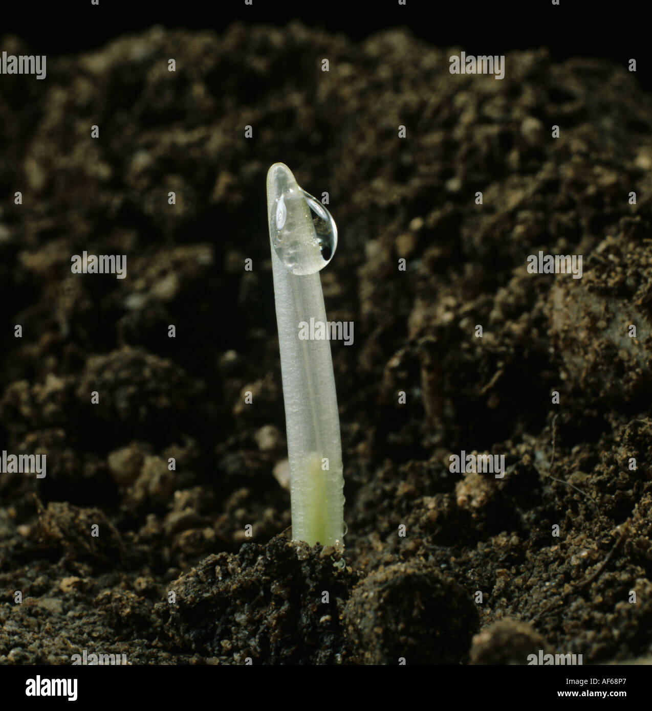 Coleoptile High Resolution Stock Photography and Images - Alamy