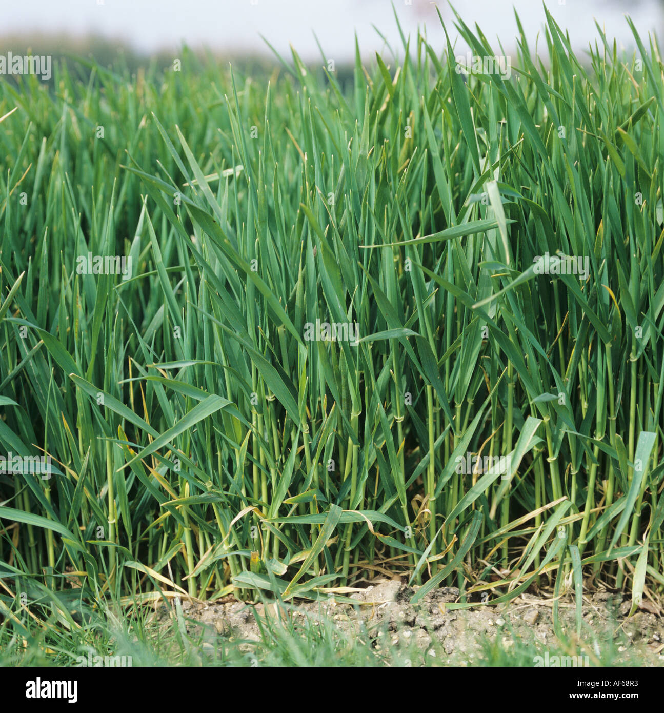 Barley crop at approximately growth stage 35 before coming into ear ...