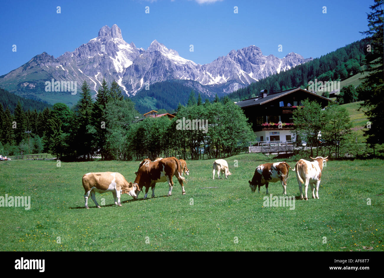 Alpine cows in picturesque setting near Filzmoos Stock Photo - Alamy