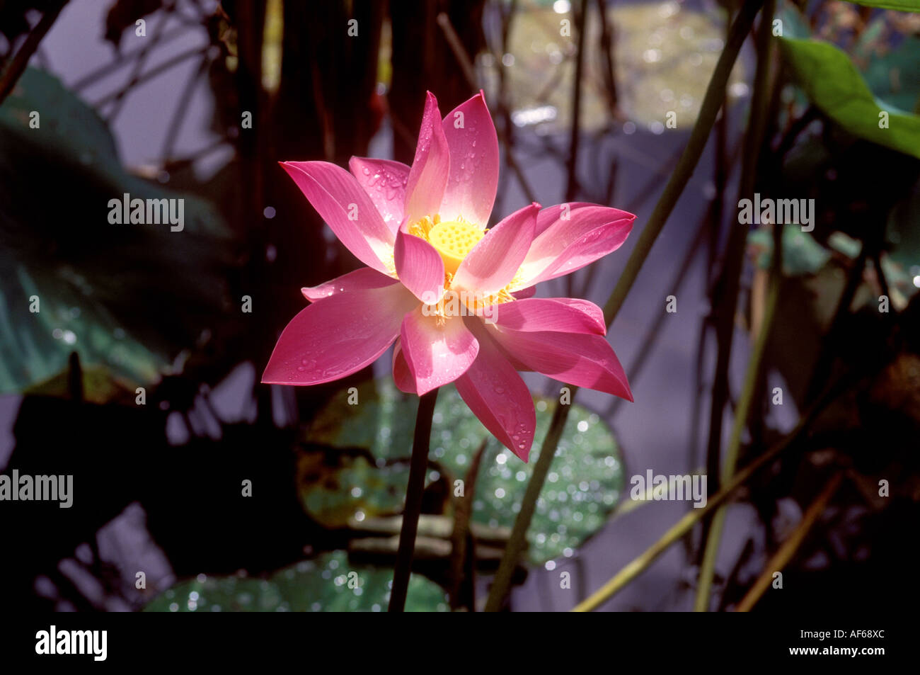 Indonesia, Bali, Lotus flower Stock Photo - Alamy