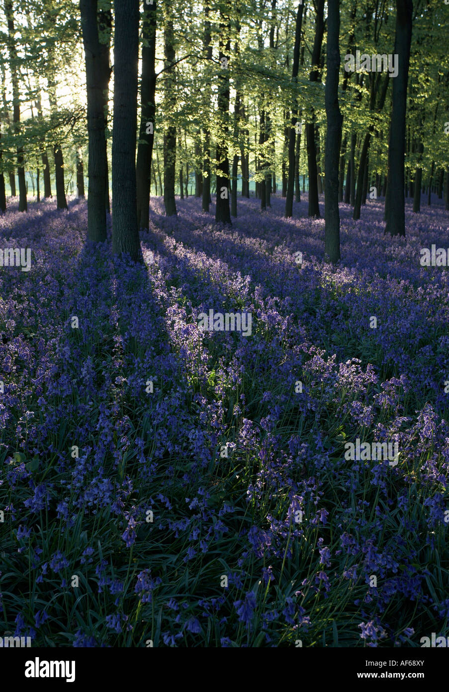 Chiltern bluebells sun hi-res stock photography and images - Alamy