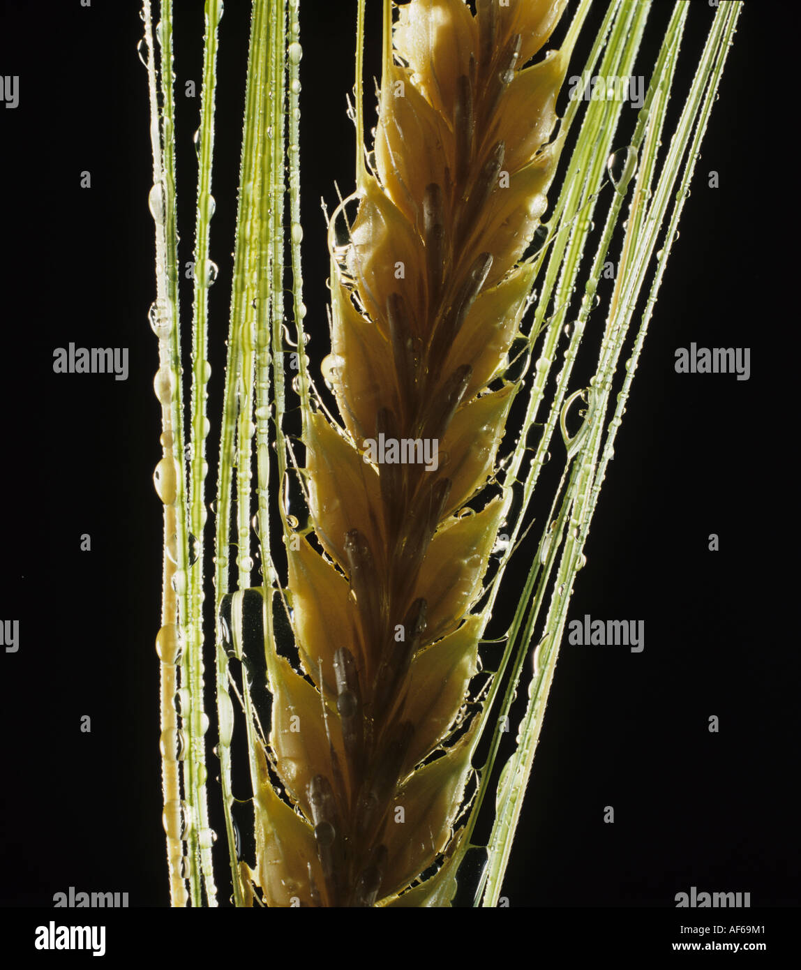 2 row barley ear with water droplets set against a black background ...
