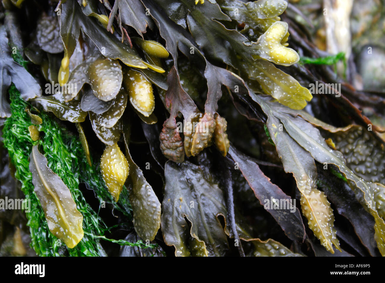 Green Seaweed Abstract Stock Photo - Alamy
